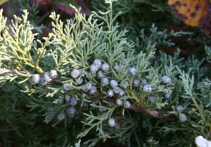 13 Types of Juniper Trees And Shrubs (With Their Characteristics ...