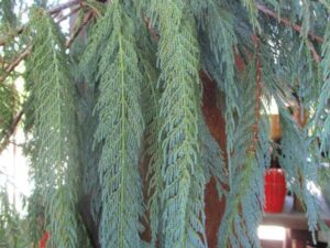 15 Types Of Cypress Trees And How To Identify Them - AMERICAN GARDENER
