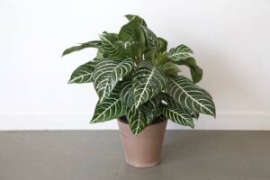 Zebra Plant: How To Grow And Care - AMERICAN GARDENER