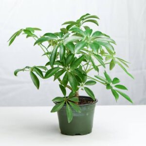 How to Prune Umbrella Plant For a Healthy Growth - AMERICAN GARDENER