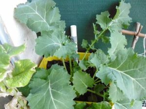 25 Different Types of Kale Varieties (With Pictures) - AMERICAN GARDENER