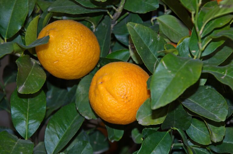 28 Different Types of Lemons From Around The World (With Uses ...