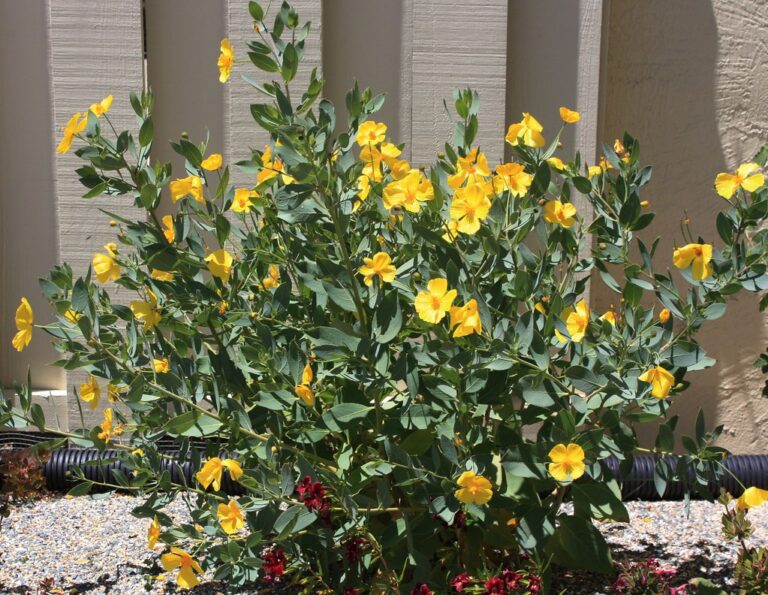 24 Types of Flowering Shrubs & Bushes For Landscaping - AMERICAN GARDENER