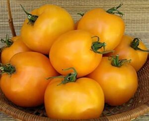 24 High Yield Tomato Varieties To Grow In Your Garden - AMERICAN GARDENER