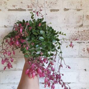 15 Gorgeous String Succulents That Hang or Trail - AMERICAN GARDENER