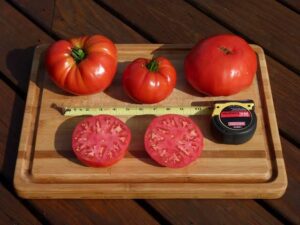 24 High Yield Tomato Varieties To Grow In Your Garden - AMERICAN GARDENER