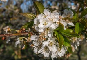 22 Types of Cherry Trees With Their Characteristics - AMERICAN GARDENER