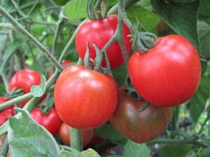 24 High Yield Tomato Varieties To Grow In Your Garden - AMERICAN GARDENER