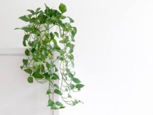 26 Types of Pothos Plants (Characteristics & Pictures) – Identification ...