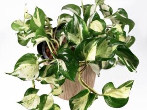 26 Types of Pothos Plants (Characteristics & Pictures) - Identification ...