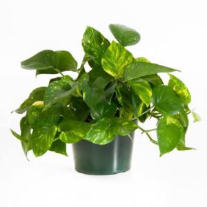 26 Types of Pothos Plants (Characteristics & Pictures) - Identification ...