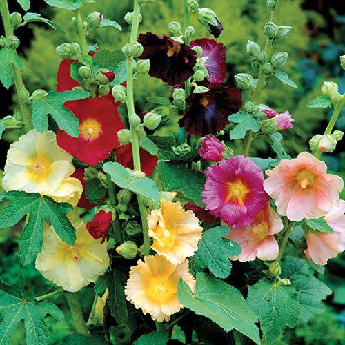 16 Different Varieties Of Hollyhocks For Your Garden AMERICAN GARDENER 16 Different Varieties Of Hollyhocks For Your Garden AMERICAN GARDENER
