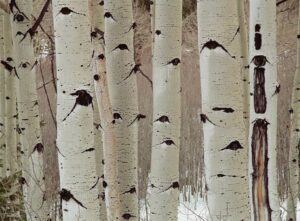 16 Popular Trees With White Bark - AMERICAN GARDENER