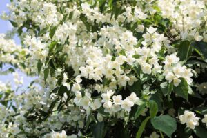 18 Different Types Of Jasmine Vine (Hardy, True & False Varieties ...