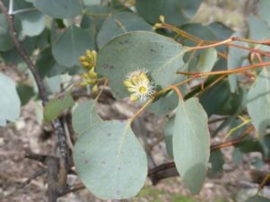 32 Types of Eucalyptus Trees And Their Characteristics - AMERICAN GARDENER