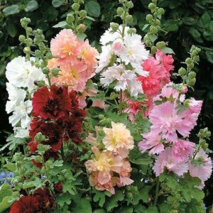 16 Different Varieties of Hollyhocks For Your Garden - AMERICAN GARDENER