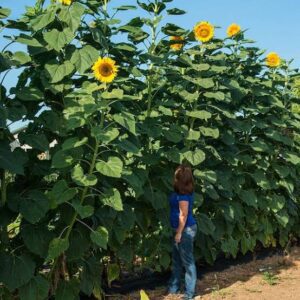 32 Popular Types of Sunflower (Multi-headed, Dwarf & Tall Varieties ...