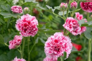 16 Different Varieties of Hollyhocks For Your Garden - AMERICAN GARDENER