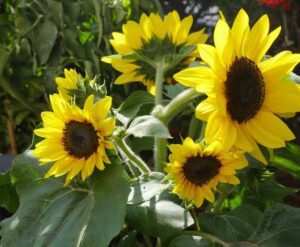 32 Popular Types of Sunflower (Multi-headed, Dwarf & Tall Varieties ...