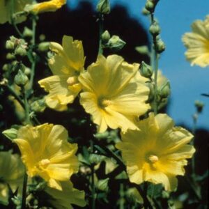 16 Different Varieties of Hollyhocks For Your Garden - AMERICAN GARDENER