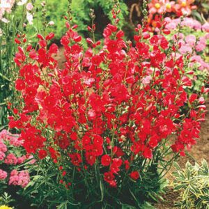 16 Different Varieties of Hollyhocks For Your Garden - AMERICAN GARDENER