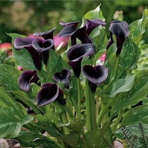 30 Amazing Types of Black Flowers With Pictures And Names - AMERICAN ...