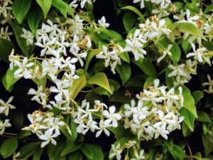 20 Different Types Of Jasmine Vine (Hardy, True & False Varieties ...
