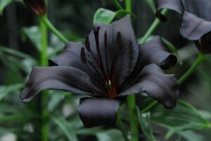 30 Amazing Types of Black Flowers With Pictures And Names - AMERICAN ...