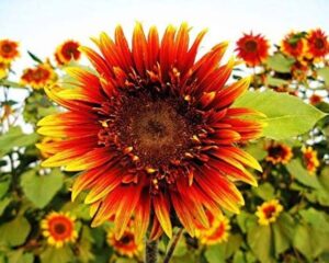 32 Popular Types of Sunflower (Multi-headed, Dwarf & Tall Varieties ...