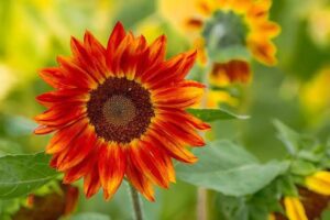 32 Popular Types of Sunflower (Multi-headed, Dwarf & Tall Varieties ...