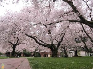 22 Types of Cherry Trees With Their Characteristics - AMERICAN GARDENER
