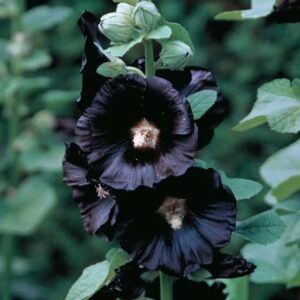 30 Amazing Types of Black Flowers With Pictures And Names - AMERICAN ...