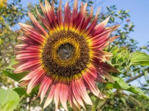 32 Popular Types of Sunflower (Multi-headed, Dwarf & Tall Varieties ...