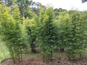 20 Types Of Bamboo Varieties For Yards, Gardens, Decks And Indoors ...