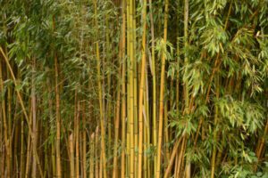 20 Types Of Bamboo Varieties For Yards, Gardens, Decks And Indoors ...