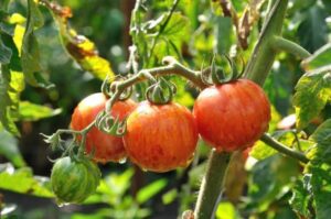 24 High Yield Tomato Varieties To Grow In Your Garden - AMERICAN GARDENER