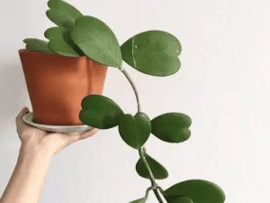 24 Beautiful Fast Growing Hoya Varieties for Beginners - AMERICAN GARDENER
