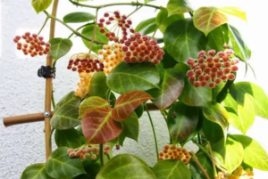24 Beautiful Fast Growing Hoya Varieties for Beginners - AMERICAN GARDENER