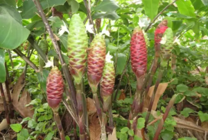 14 Types of Ginger: Edible, Ornamental & Wild Varieties - AMERICAN GARDENER