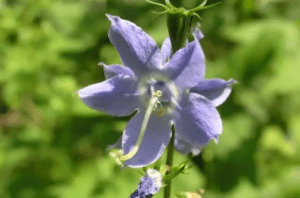 24 Beautiful Types of Bellflowers (Bell-shaped Flowers) - AMERICAN GARDENER