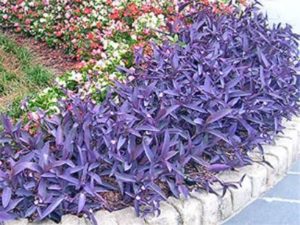 10 Major Varieties of Wandering Jew (With Pictures) - AMERICAN GARDENER