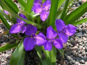 10 Major Varieties of Wandering Jew (With Pictures) - AMERICAN GARDENER