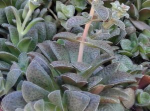 21 Types Of Jade Plants (Crassula Ovata) With Pictures - AMERICAN GARDENER