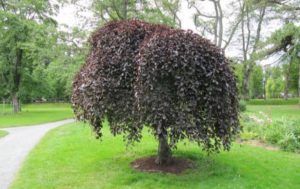 24 Types of Weeping Trees ( Small, Ornamental & Evergreen Varieties ...