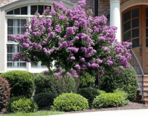 27 Different Types of Crape Myrtle Trees And Shrubs - AMERICAN GARDENER