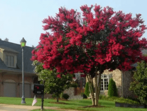 27 Different Types of Crape Myrtle Trees And Shrubs - AMERICAN GARDENER