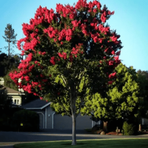 27 Different Types of Crape Myrtle Trees And Shrubs - AMERICAN GARDENER
