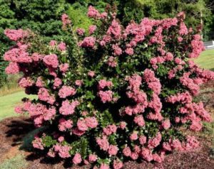 27 Different Types of Crape Myrtle Trees And Shrubs - AMERICAN GARDENER