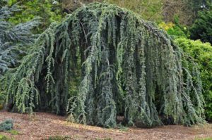 24 Types of Weeping Trees ( Small, Ornamental & Evergreen Varieties ...