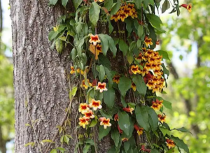 14 Types Of Vines That Grow On Trees - AMERICAN GARDENER